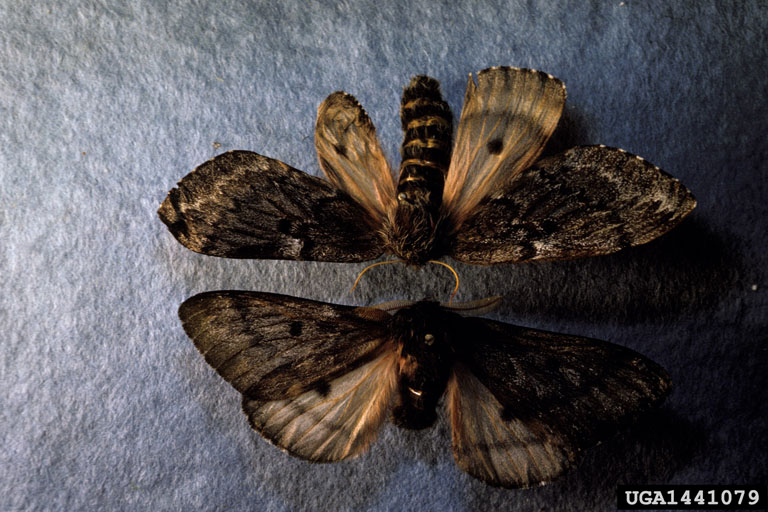 pandora moth (Coloradia pandora)