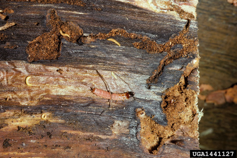 mountain pine beetle (Dendroctonus ponderosae Hopkins, 1902)
