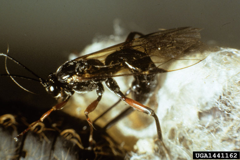 Ichneumonid wasp (Pimpla spp. ) on gypsy moth (Lymantria dispar ) - 1441162