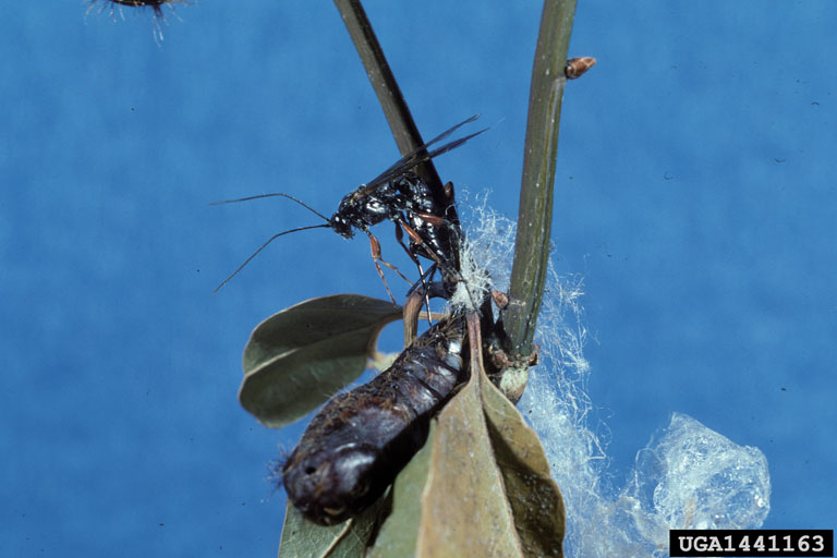 Ichneumonid wasp (Genus Pimpla Fabricius, 1804)