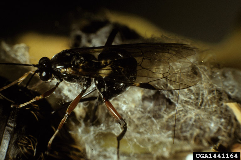 Ichneumonid wasp (Genus Pimpla Fabricius, 1804)