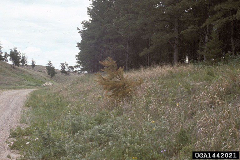 pocket gophers (family Geomyidae) (Family Geomyidae Bonaparte, 1845)