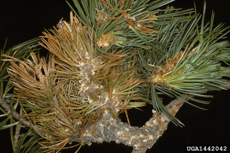 white pine blister rust (Cronartium ribicola) on limber pine (Pinus ...
