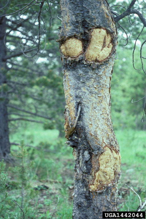 western gall rust (Endocronartium harknessii)