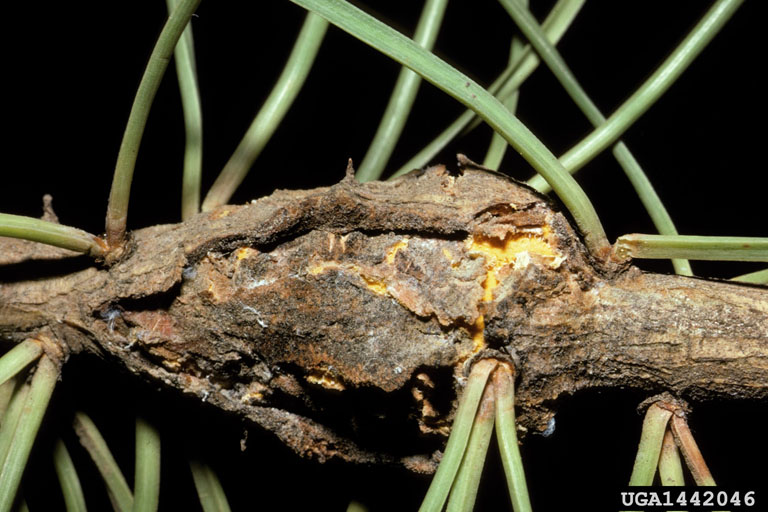 western gall rust (Endocronartium harknessii)