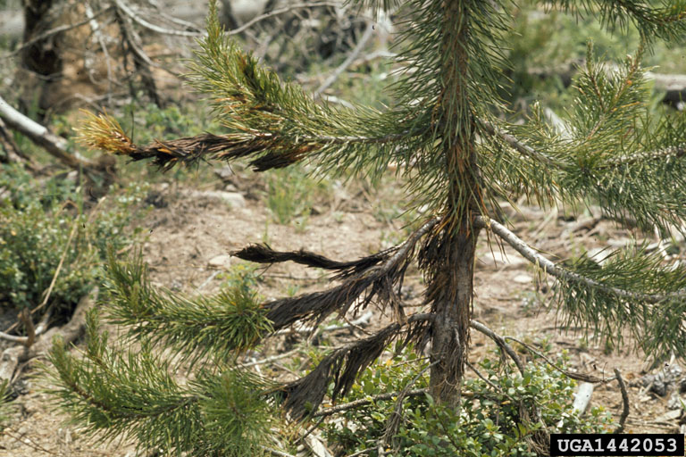 brown felt blight (Herpotrichia juniperi (Duby) Petr.)