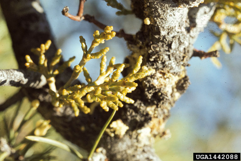 pinyon dwarf mistletoe (Arceuthobium divaricatum)