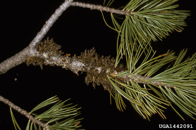 limber pine dwarf mistletoe (Arceuthobium cyanocarpum (A. Nels. ex Rydb ...