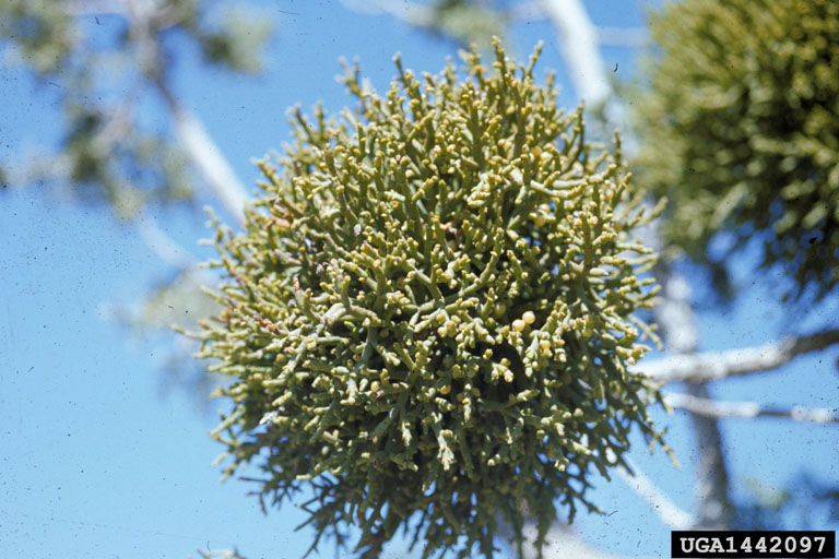 juniper mistletoe (Phoradendron juniperinum Engelm. ex A. Gray)