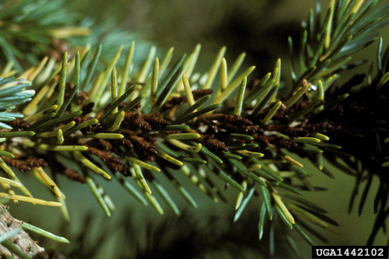 eastern dwarf mistletoe (Arceuthobium pusillum Peck)