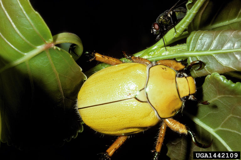 goldsmith beetles (Genus Cotalpa Burmeister 1844)