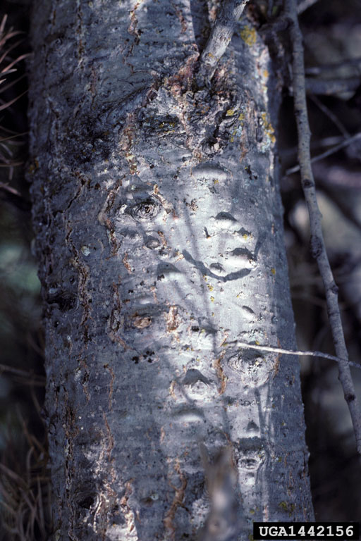 white fir (Abies concolor)