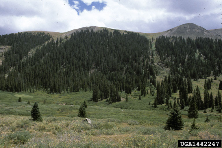 Engelmann spruce, Picea engelmannii (Pinales: Pinaceae) - 1442247