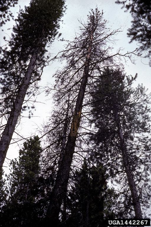 comandra blister rust (Cronartium comandrae)