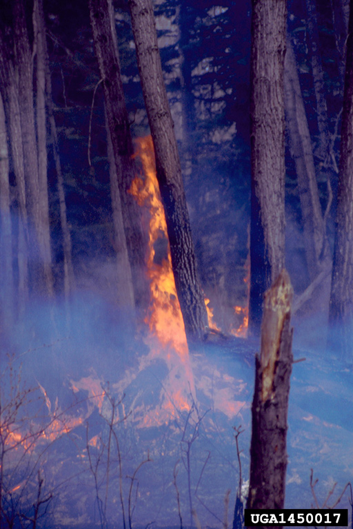 fire on aspen/poplar (Populus spp. ) - 1450017
