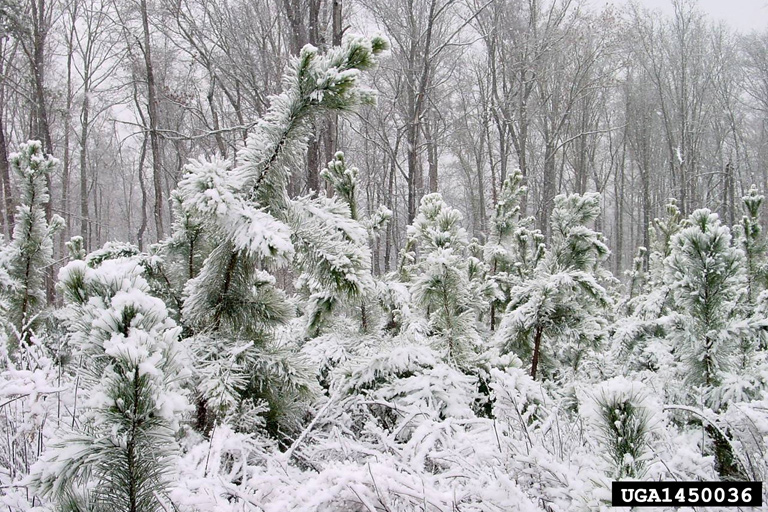 snow and ice damage (snow load)