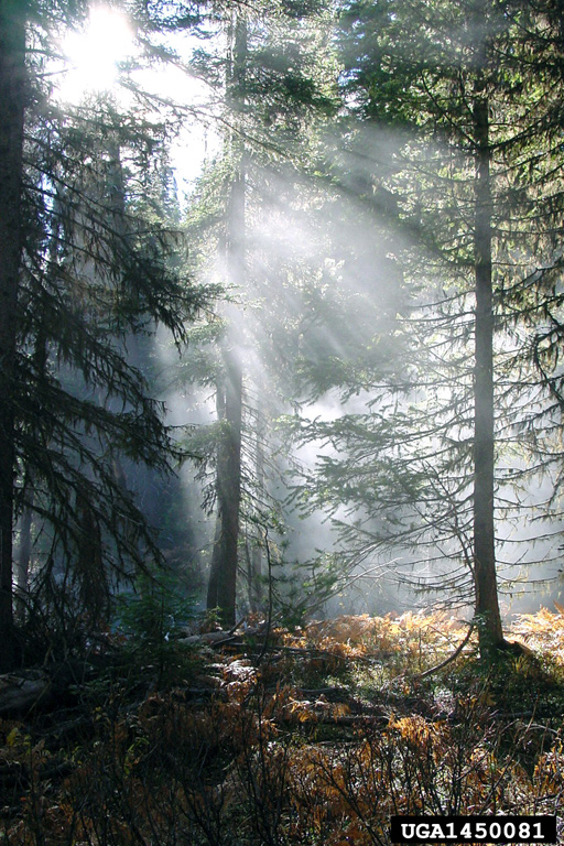 conifers (Class Pinopsida)