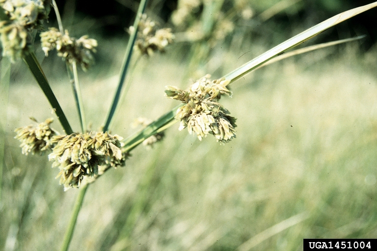 deeprooted sedge (Cyperus entrerianus)