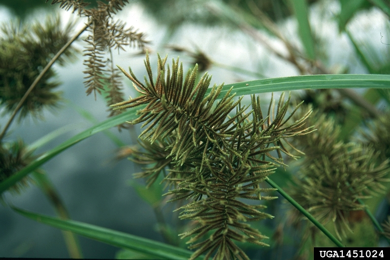 redroot flatsedge (Cyperus erythrorhizos Muhl)
