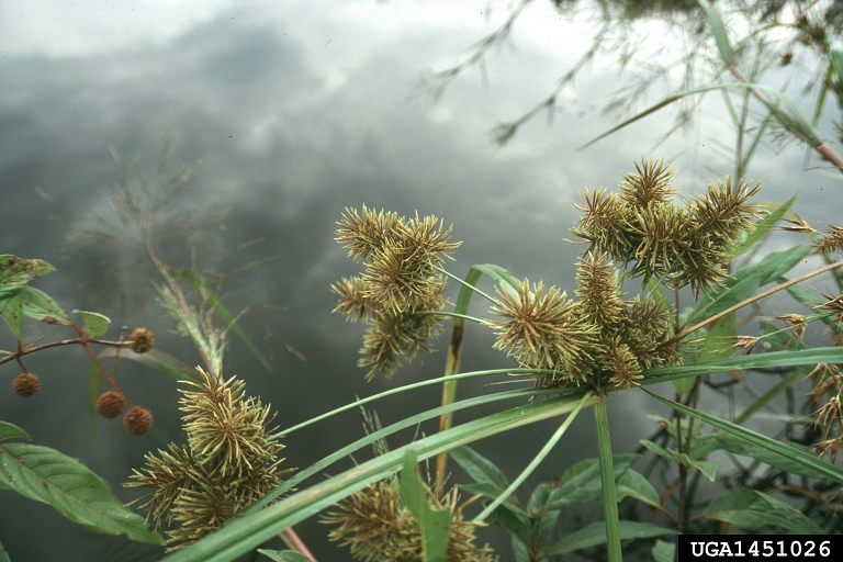 redroot flatsedge (Cyperus erythrorhizos Muhl)