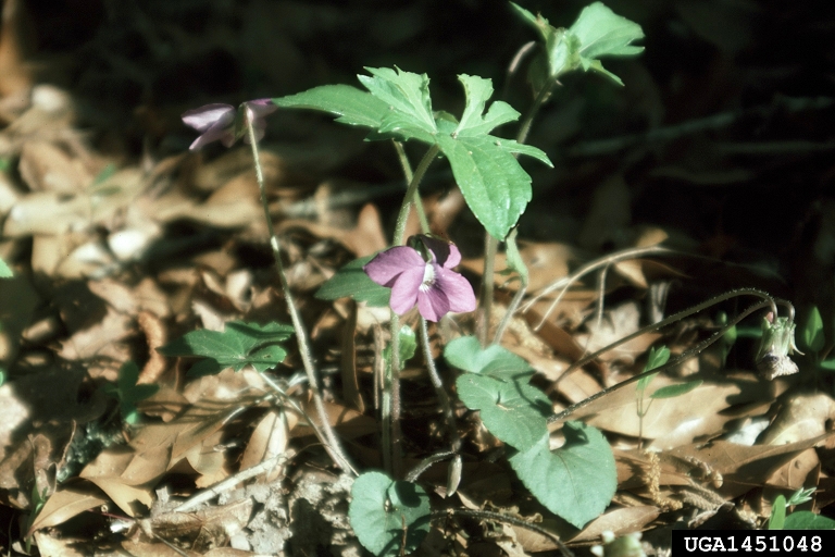 early blue violet (Viola palmata L.)