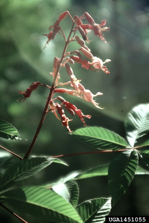 red buckeye (Aesculus pavia)