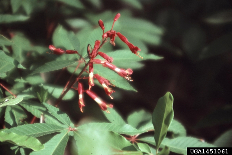 red buckeye (Aesculus pavia)