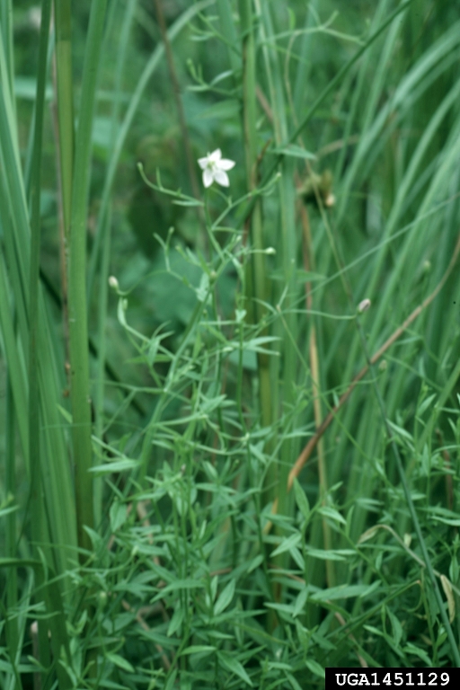 marsh bellflower (Campanula aparinoides)