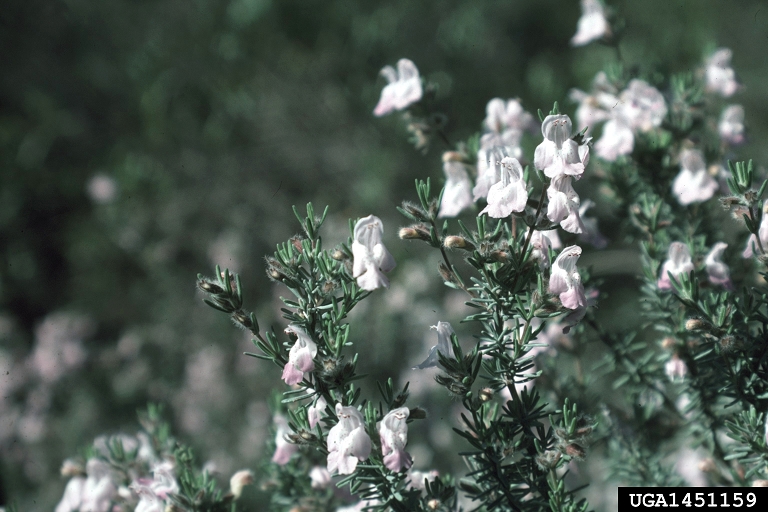 false rosemary (Conradina canescens Gray)