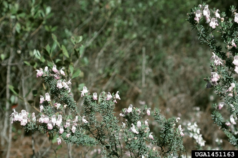 false rosemary (Conradina canescens)