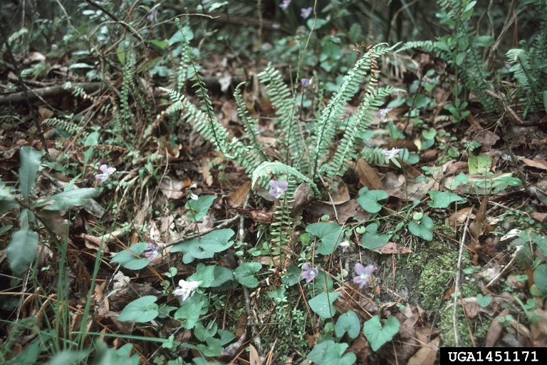 sand violet (Viola affinis)