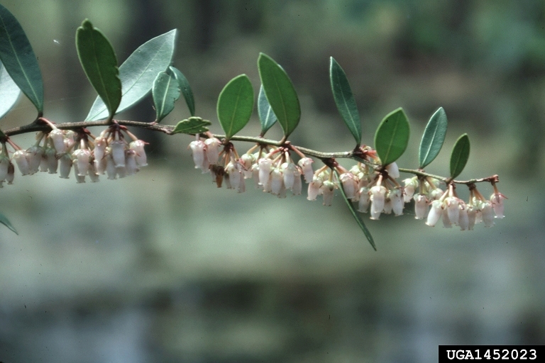 fetterbush lyonia (Lyonia lucida)