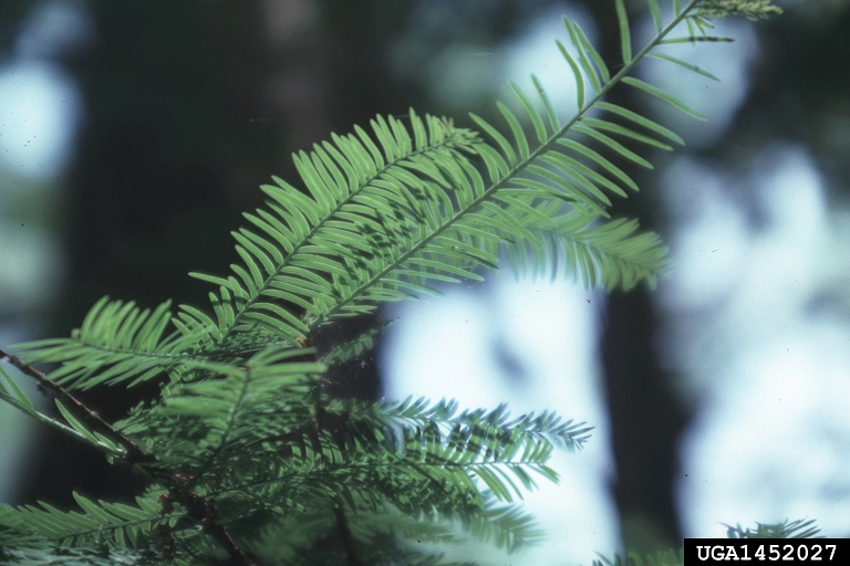Florida yew (Taxus floridana)
