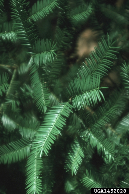 Florida yew (Taxus floridana)