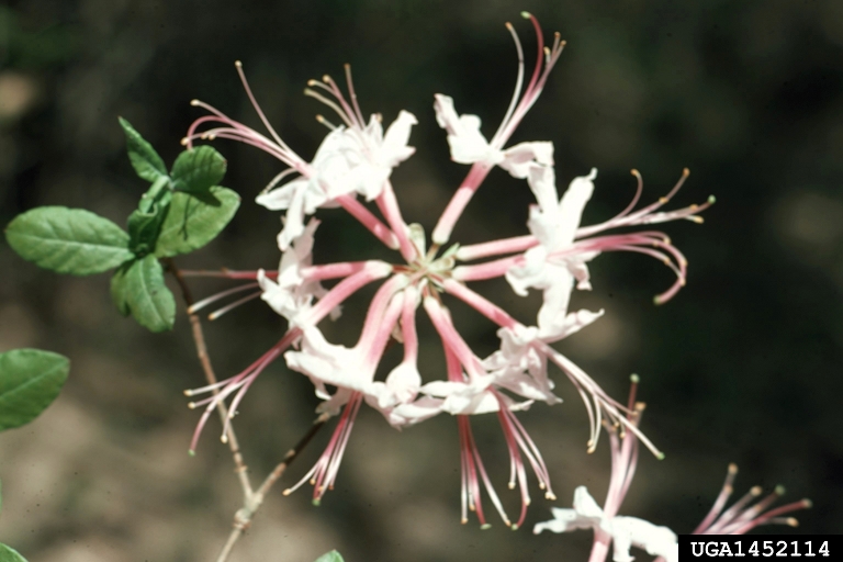 Piedmont azalea (Rhododendron canescens (Michx.) Sweet)