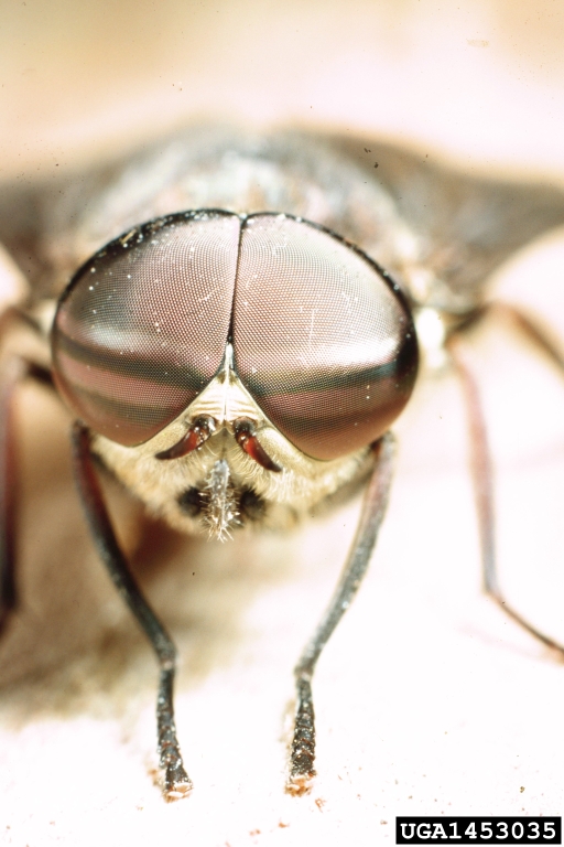 horse fly (Tabanus gladiator)