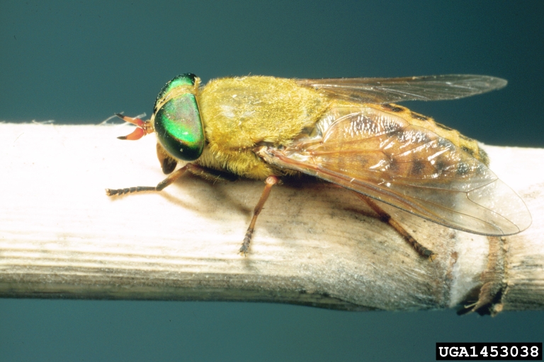 horse fly (Tabanus fulvulus)