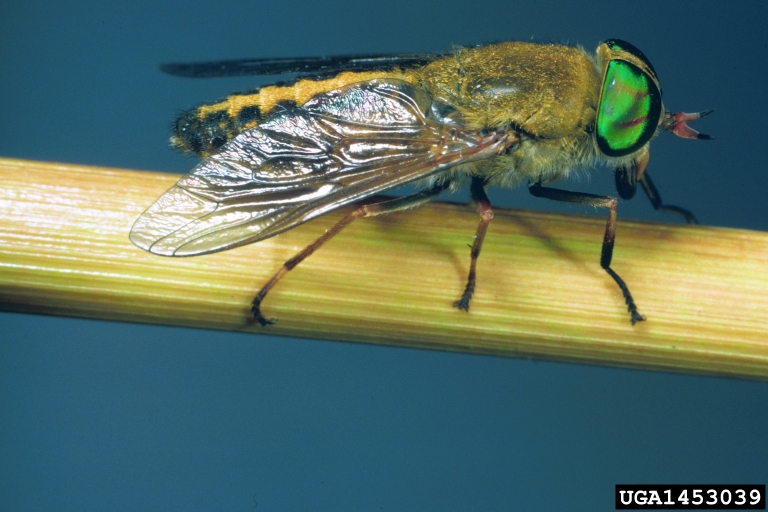 horse fly, Tabanus fulvulus (Diptera: Tabanidae) - 1453039