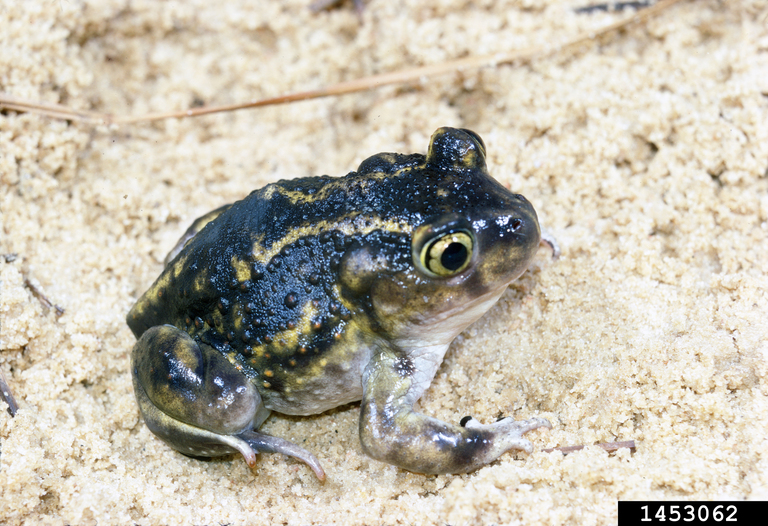Eastern spadefoot toad (Scaphiopus holbrookii Holbrook, 1836)