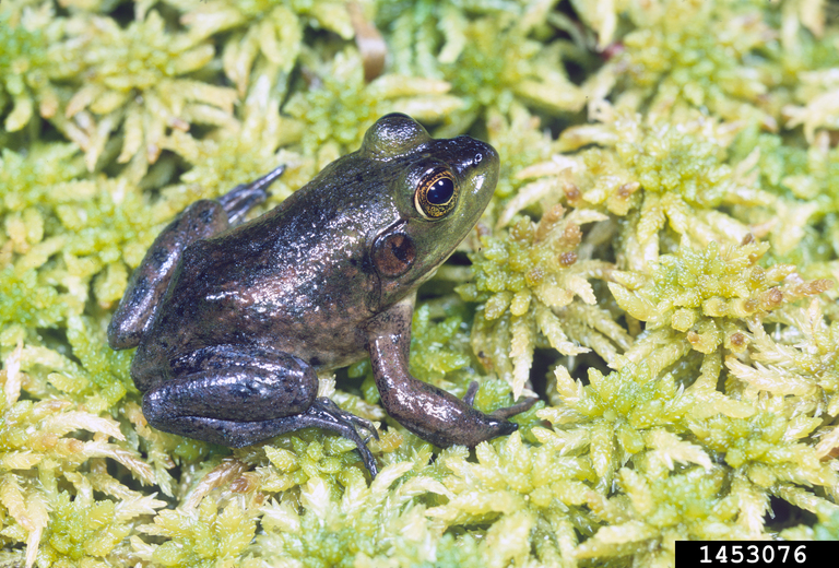 American Water Frogs (Genus Lithobates Fitzinger, 1843)
