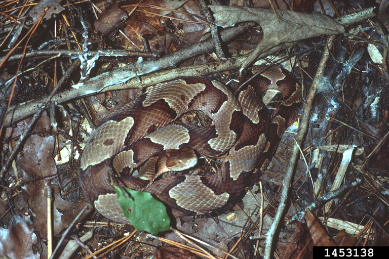 copperhead (Agkistrodon contortrix Linnaeus, 1766)