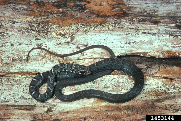 Coluber Constrictor
