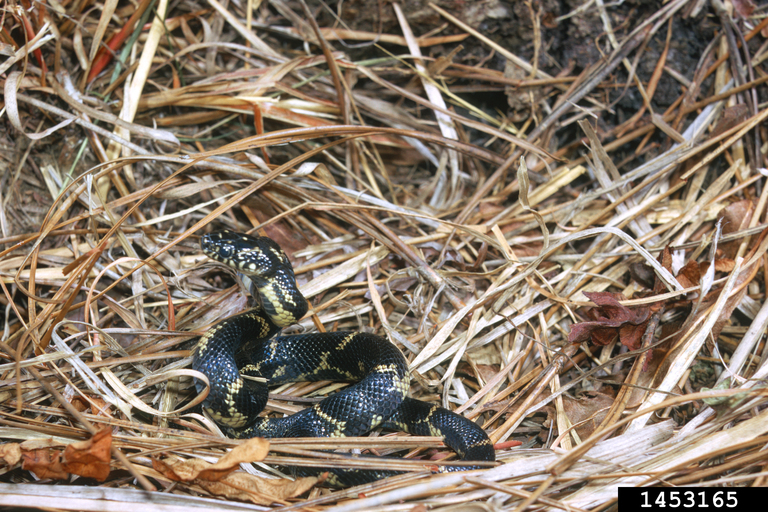 common kingsnake (Lampropeltis getula)
