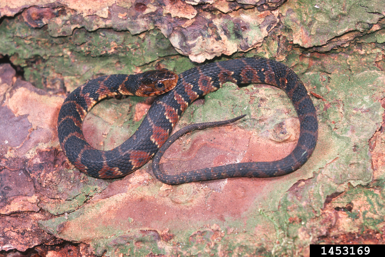 Baby Northern Water Snake