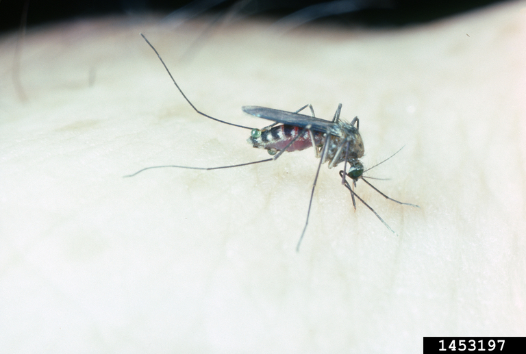 chigger mites (Family Trombiculidae)