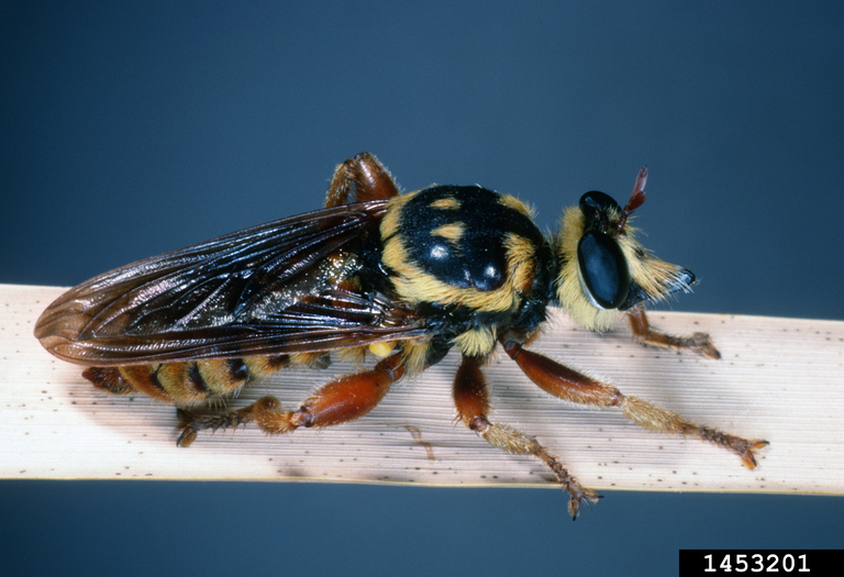Bee-like Robber Fly (Laphria saffrana Fabricius, 1805)
