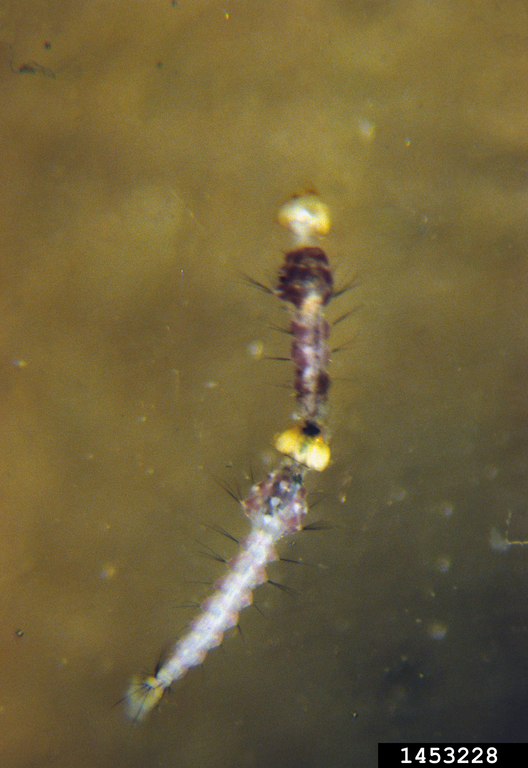 frog-biting midge (Corethrella appendiculata Grabham, 1906)