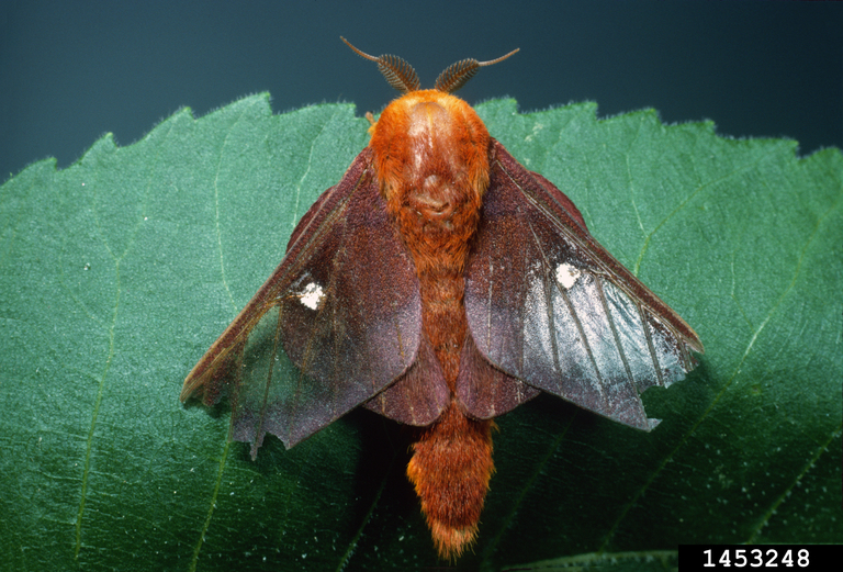 pinkstriped oakworm (Anisota virginiensis (Drury, 1773) )