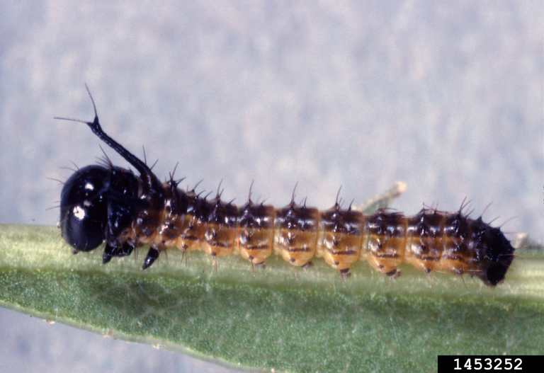 pinkstriped oakworm (Anisota virginiensis (Drury, 1773) )