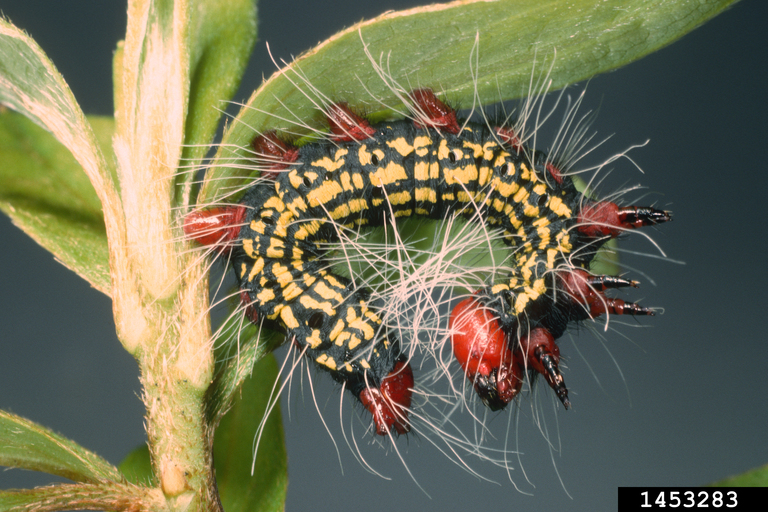 Angus's datana (Datana angusii Grote and Robinson, 1866)